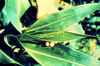 Province of Manitoba | agriculture - European Corn Borer
